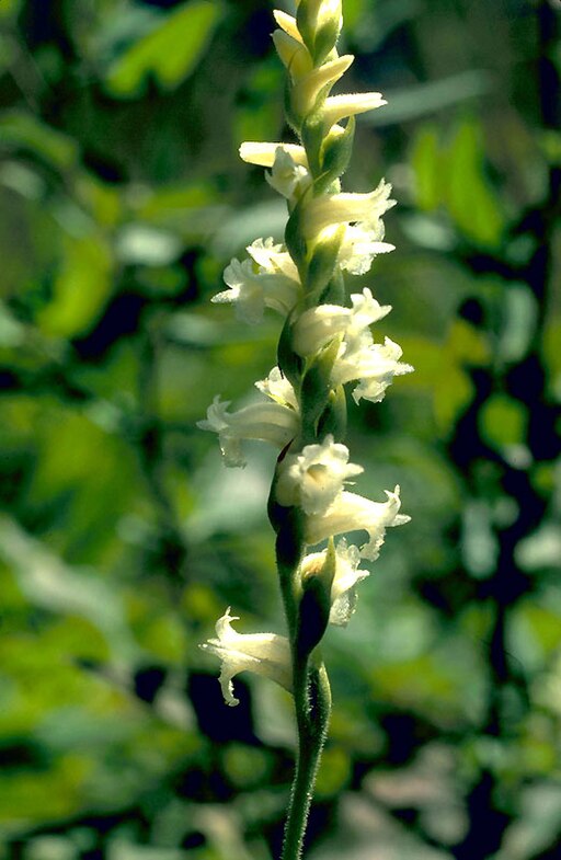 Spiranthes cernua v. odorata - Nodding Ladies'-tresses – Honey Petal Plants