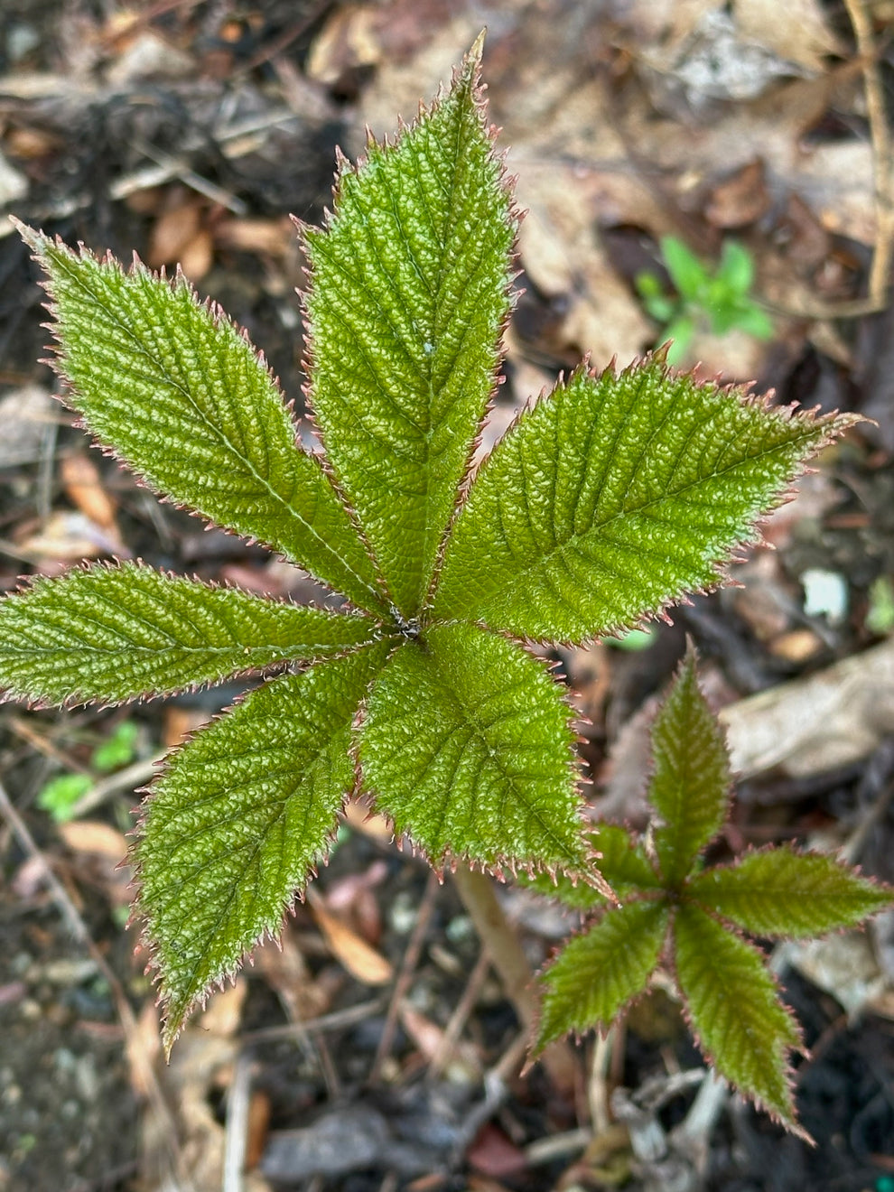 Rodgersia pinnata 'Braunlaub' - Rodger's Flower cultivar – Honey Petal ...