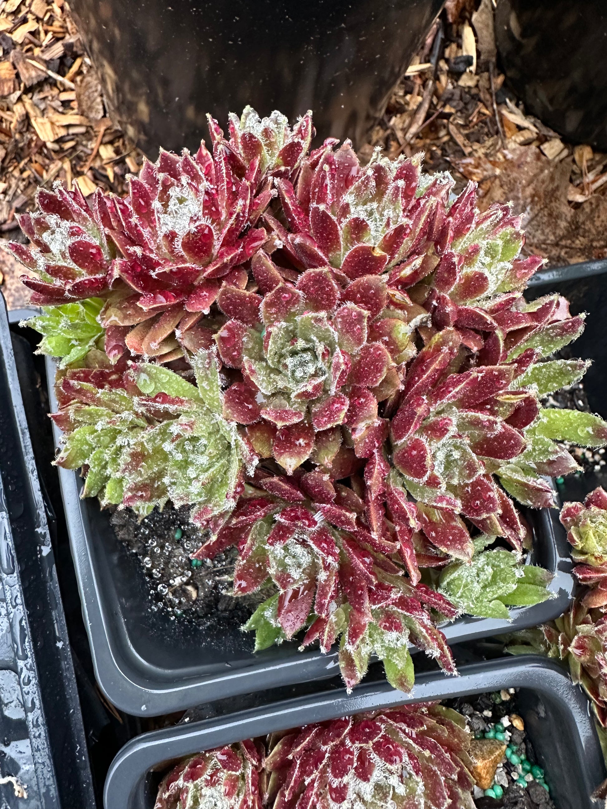 Sempervivum 'Jade Rose' – Honey Petal Plants