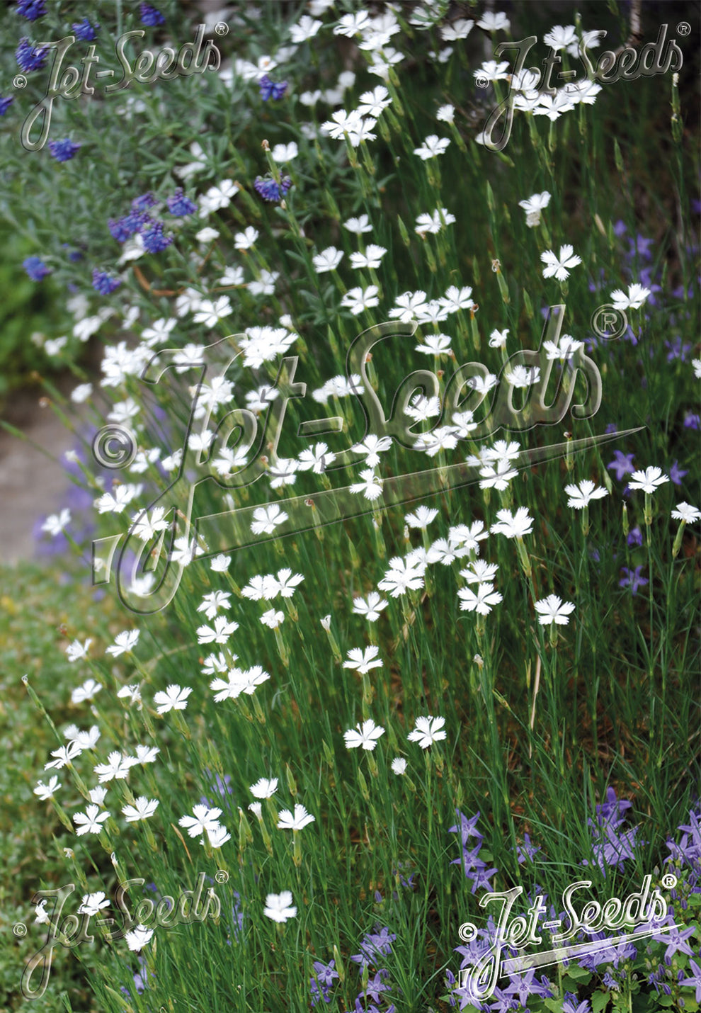 Dianthus petraeus – Honey Petal Plants