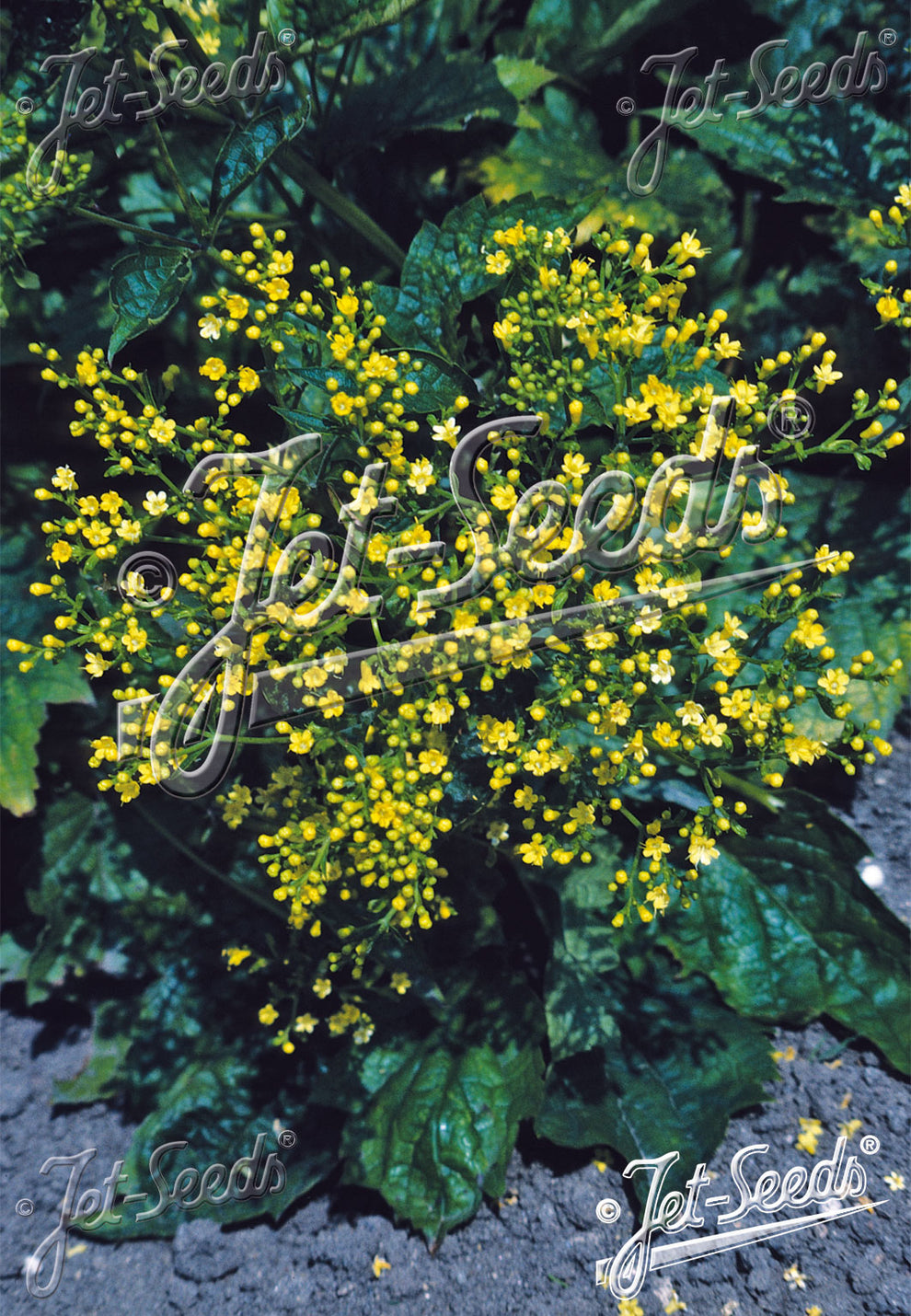 Patrinia gibbosa - Patrinia – Honey Petal Plants