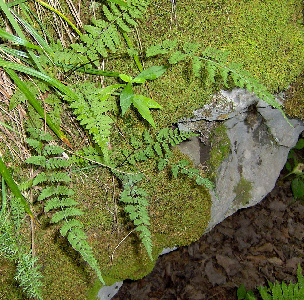 Woodsia obtusa - Blunt-lobed Cliff Fern – Honey Petal Plants