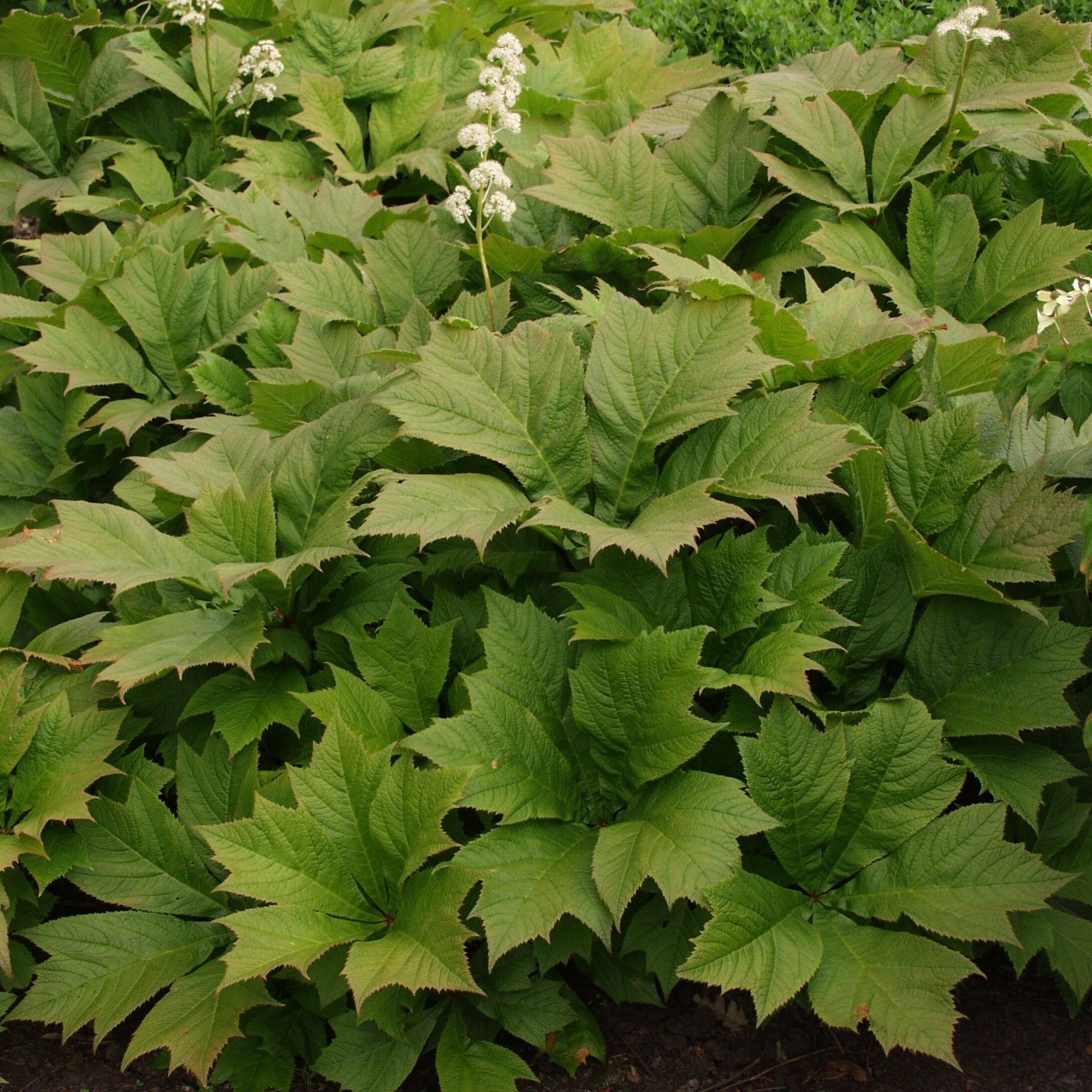 Rodgersia pinnata 'Braunlaub' – Honey Petal Plants