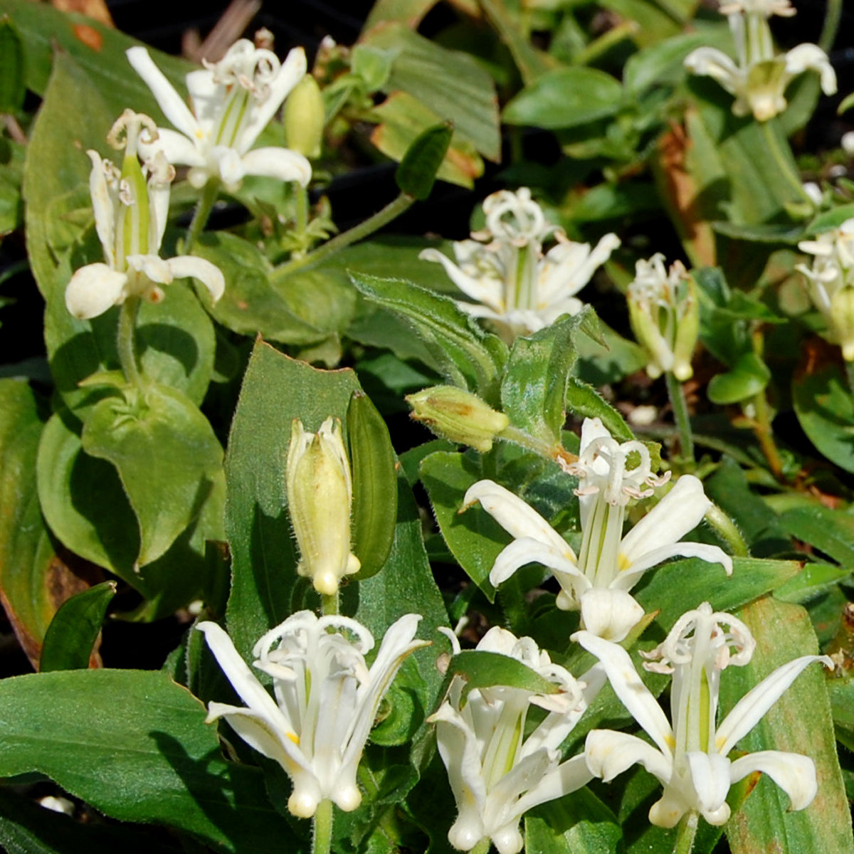 Tricyrtis 'Jim's Tall Towers' - Toad Lily cultivar – Honey Petal Plants