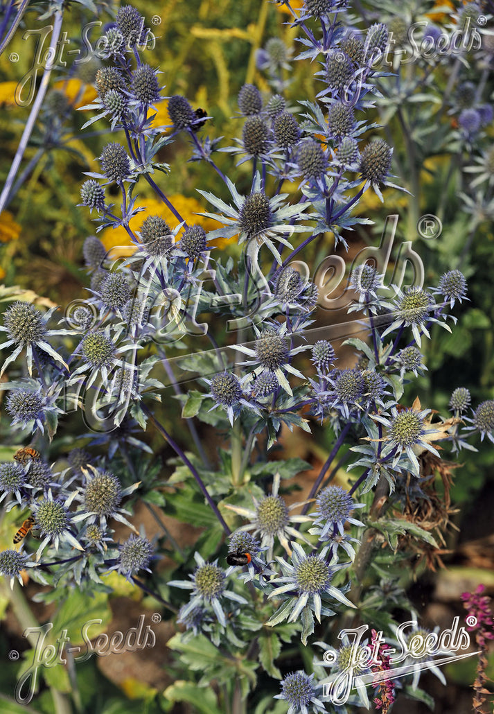 Eryngium planum 'Blue Glitter' - Blue Eryngo or Sea Holly cultivar ...