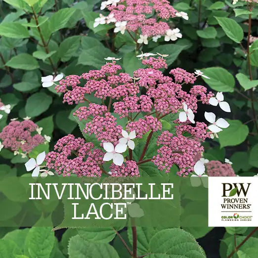 Hydrangea arborescens subsp. radiata 'Invincibelle Lace' - Smooth Hydr ...